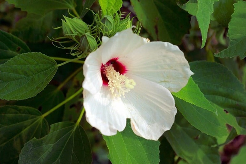5 Super Easy Ways to Grow White Flowers by Lily s Florist